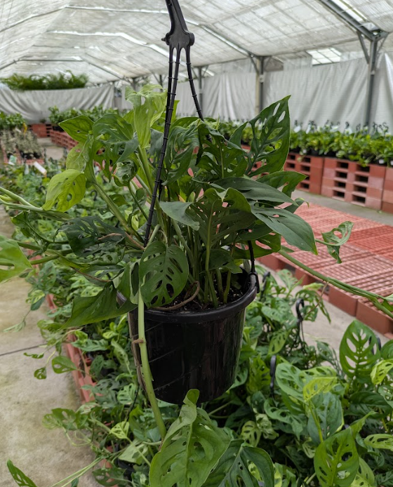 Monstera adansonii 'Monkey Mask' – The Plant Broker