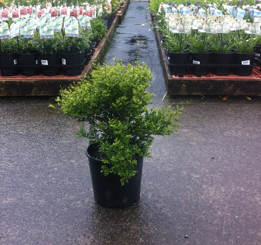 Murraya paniculata Min-a-Min – The Plant Broker