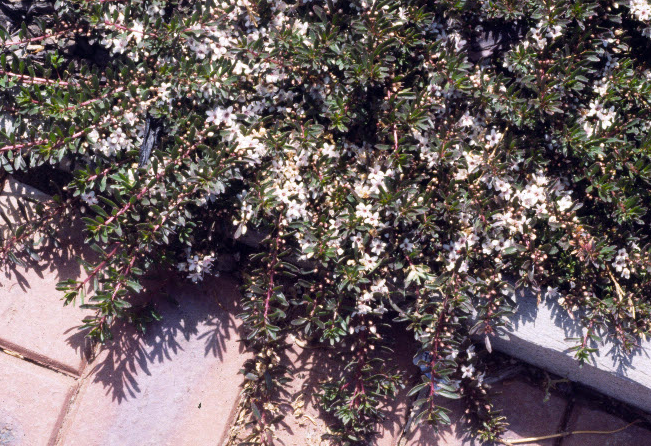 Myoporum parvifolium Purpurea – The Plant Broker