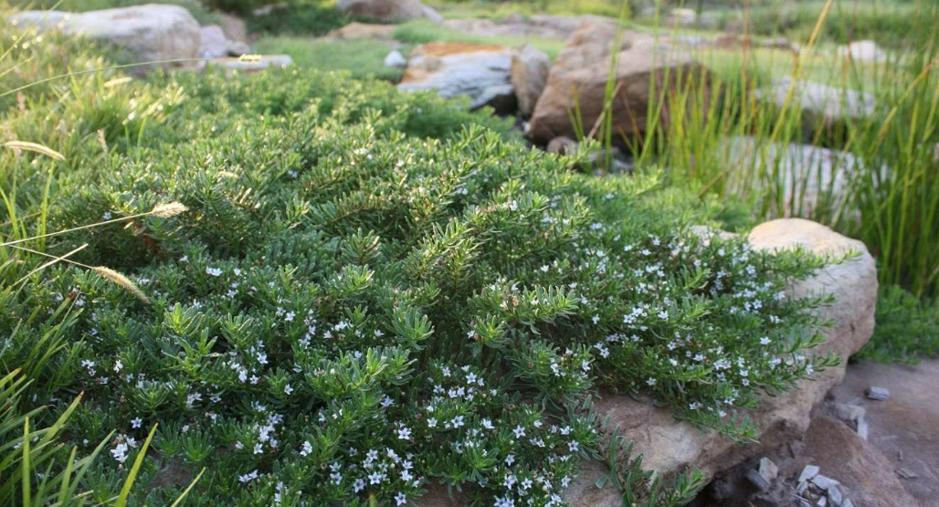 Myoporum parvifolium (PARV01) YAREENA™ – The Plant Broker