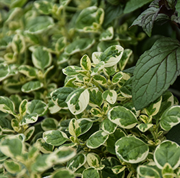 Oregano - Variegated – The Plant Broker