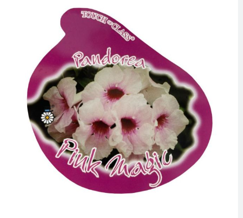 Pandorea Pink Magic – The Plant Broker