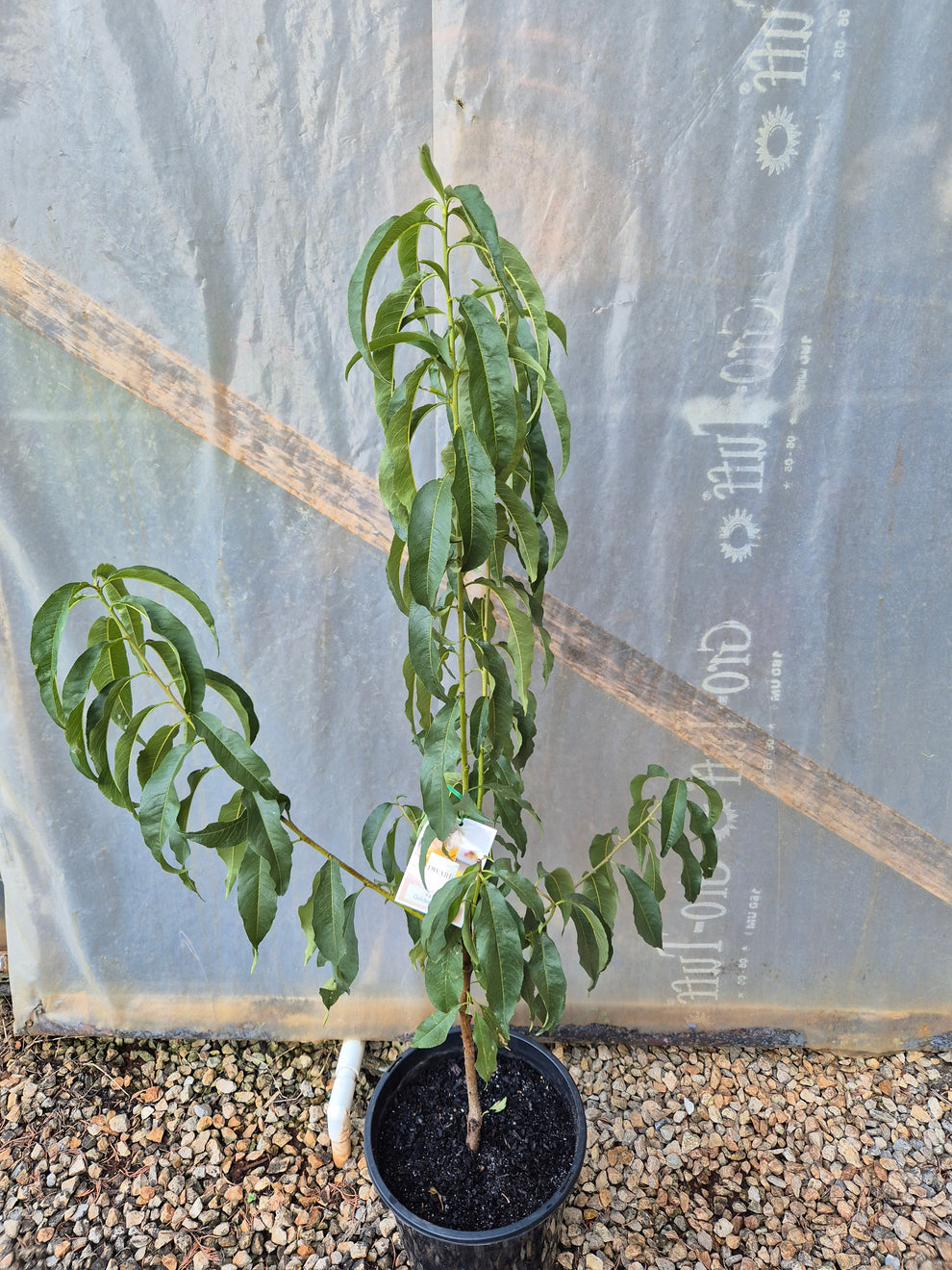Peach - Golden Queen Dwarf – The Plant Broker