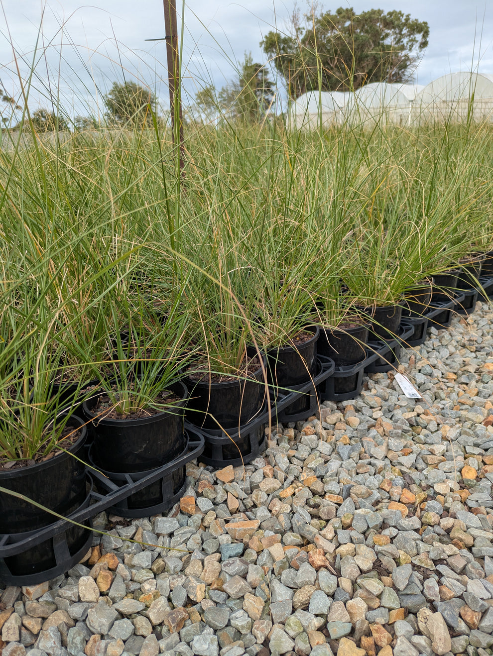 Pennisetum alopecuroides (PA400) PURPLE LEA® – The Plant Broker