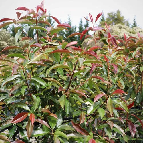 Photinia glabra Wonder Hedge – The Plant Broker