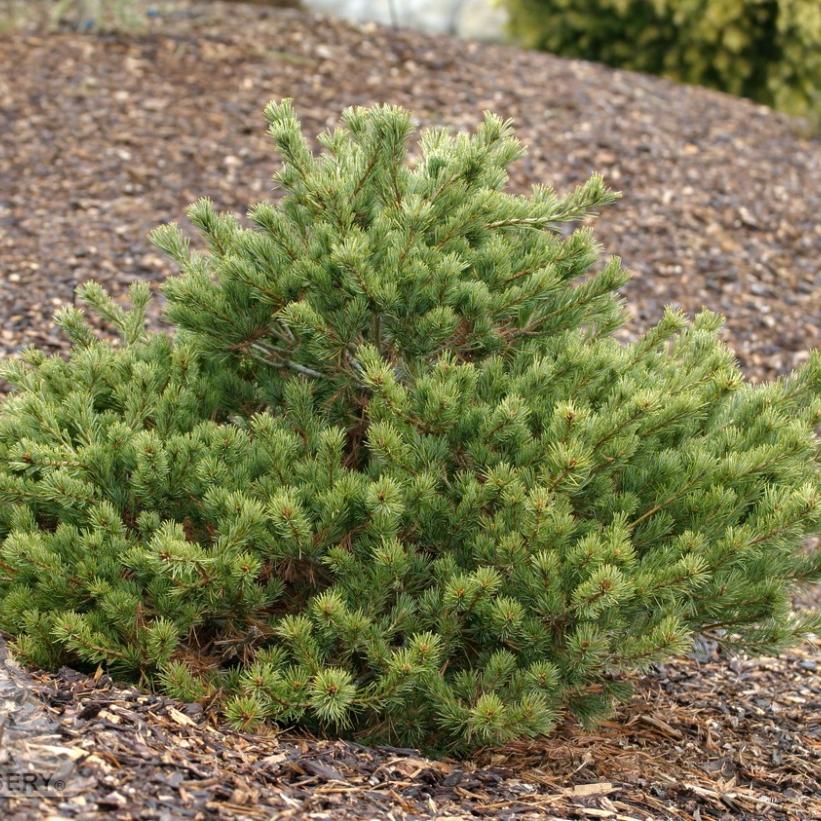 Pinus parviflora Koko-No-E – The Plant Broker