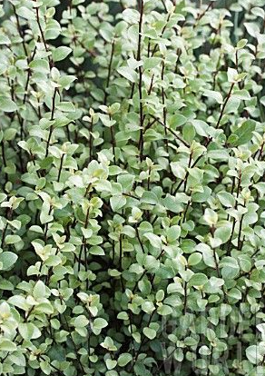 Pittosporum Ivory Sheen – The Plant Broker