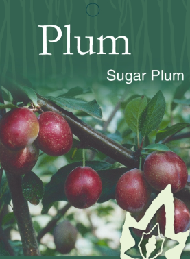 Plum - Sugar Plum – The Plant Broker