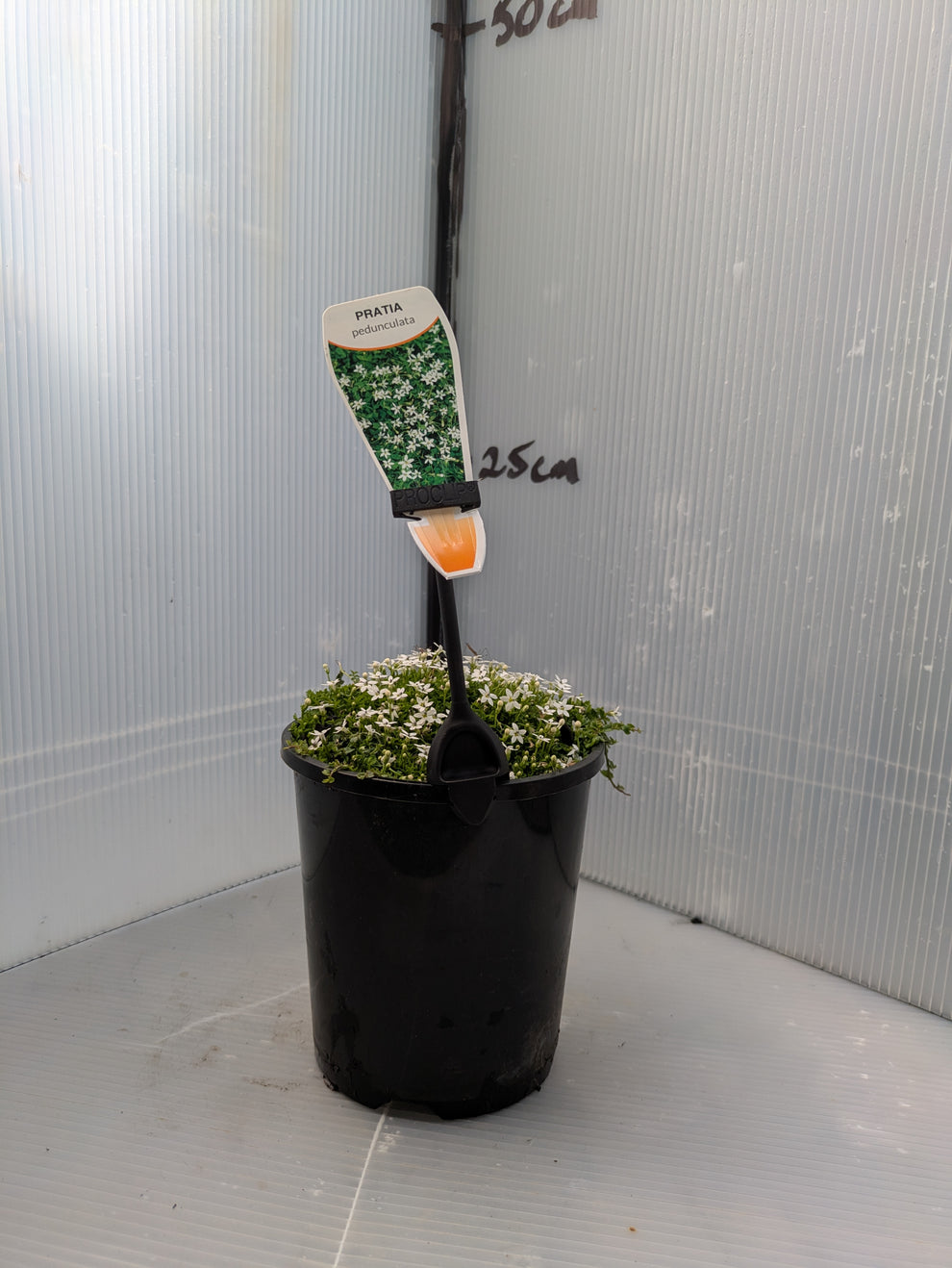 Pratia pedunculata White – The Plant Broker