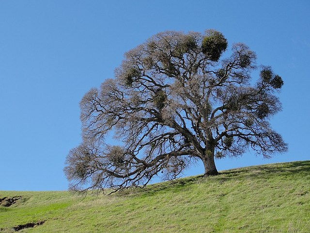Quercus lobata – The Plant Broker