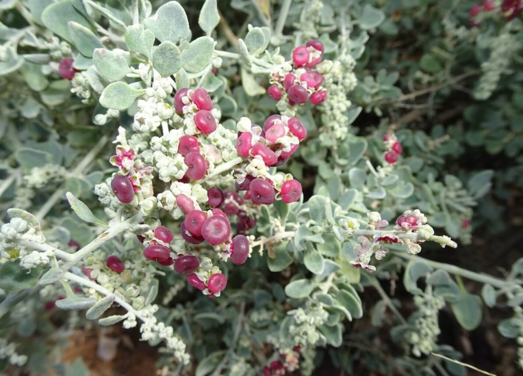 Rhagodia spinescens Soft Touch – The Plant Broker