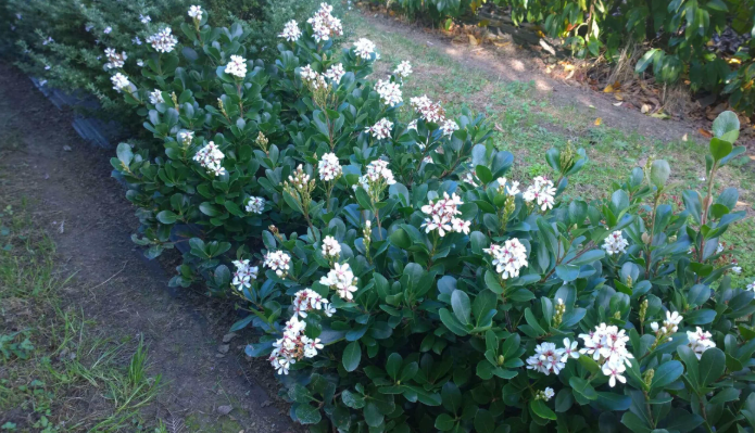 Rhaphiolepis indica (RAPH01) COSMIC WHITE™ – The Plant Broker