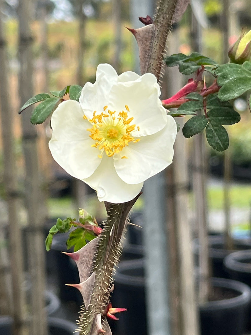 Rose - Sericea Pteracantha Wingthorn – The Plant Broker