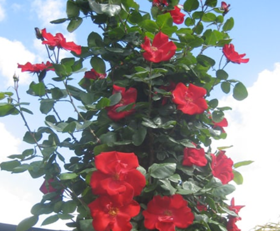 Rose - Altissimo – The Plant Broker