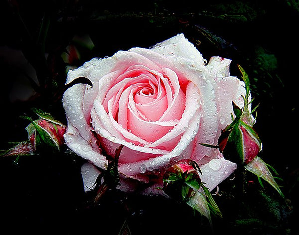 Rose - Aotearoa – The Plant Broker