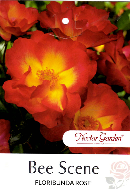 Rose - Bee Scene – The Plant Broker