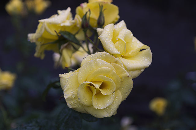 Rose - Bright Smiles – The Plant Broker