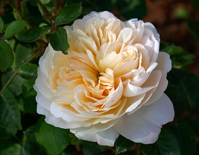 Rose - Crocus Rose – The Plant Broker