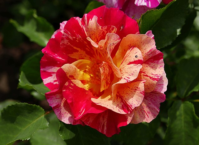 Rose - Edgar Degas – The Plant Broker