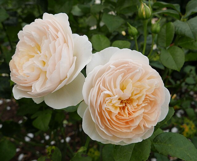 Rose - Englands Rose – The Plant Broker