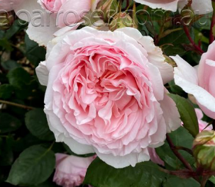Rose - Fairytale Magic – The Plant Broker