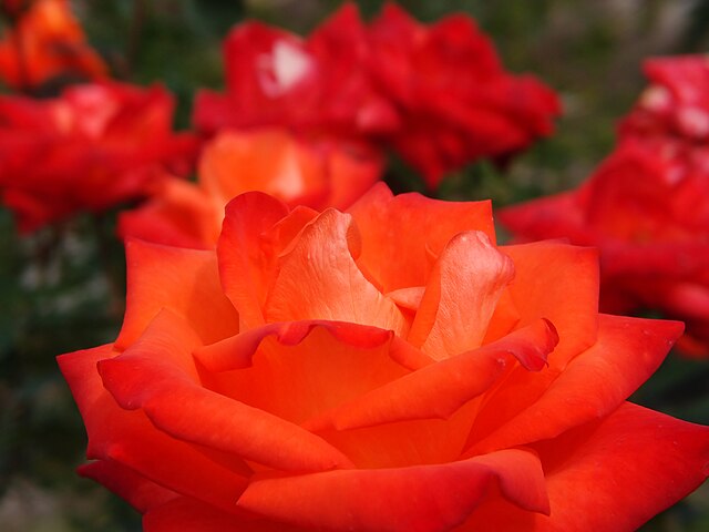 Rose - France Libre – The Plant Broker