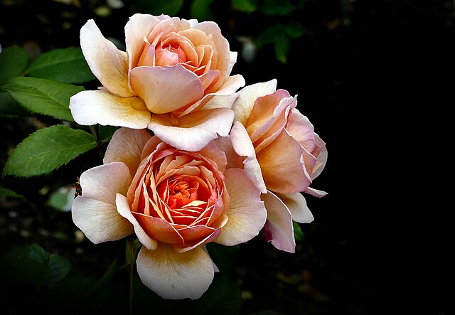 Rose - Grace – The Plant Broker