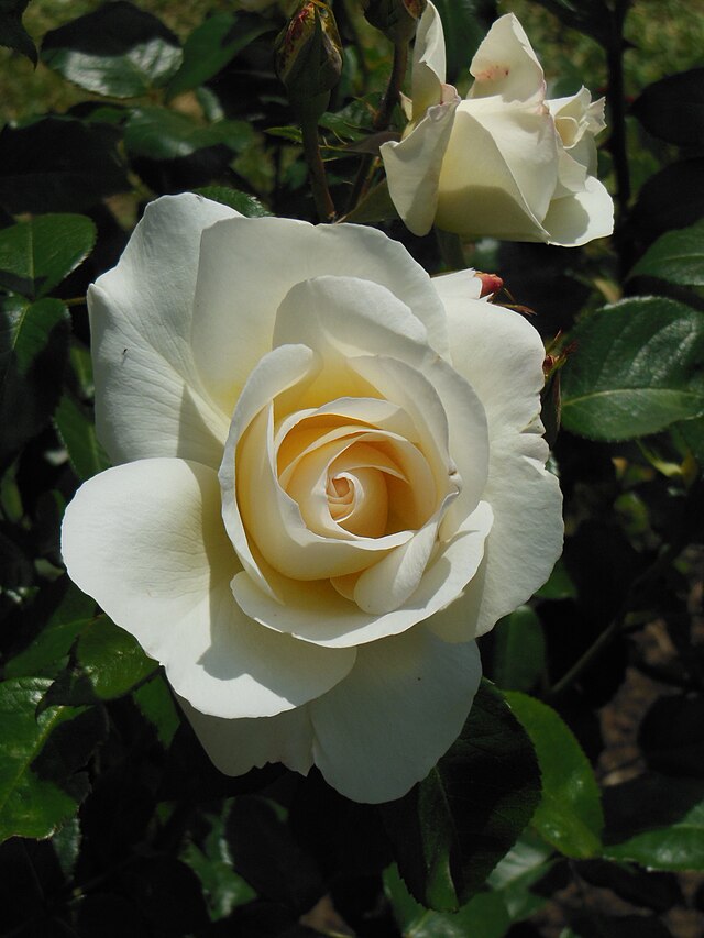 Rose - Grand Nord – The Plant Broker