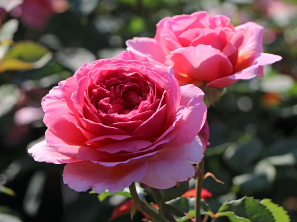 Rose - Mary Rose – The Plant Broker