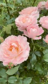 Rose - Miss Jane – The Plant Broker