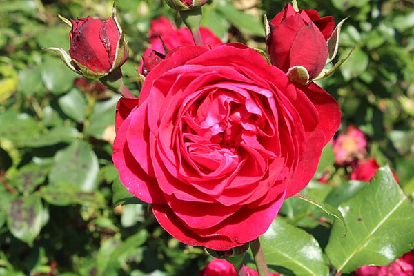 Rose - Mona Lisa – The Plant Broker