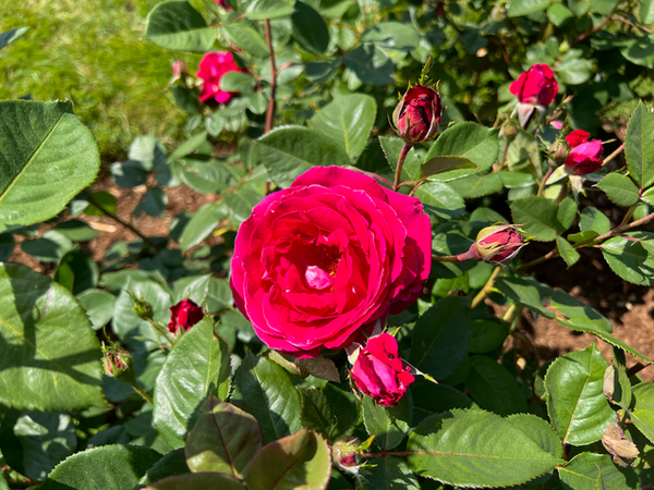 Rose - My Hero – The Plant Broker