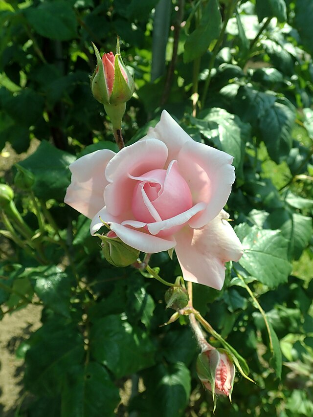 Rose - Nahema – The Plant Broker