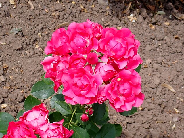 Rose - Pink Forest Rose – The Plant Broker