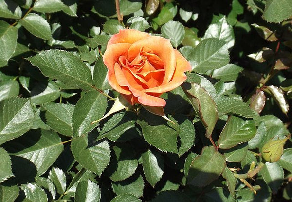 Rose - Pumpkin Patch – The Plant Broker