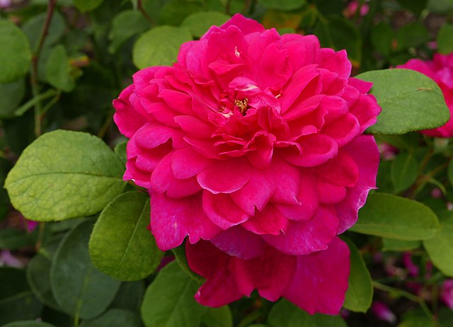 Rose - Sophy's Rose – The Plant Broker
