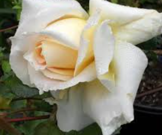 Rose - Sub Zero – The Plant Broker