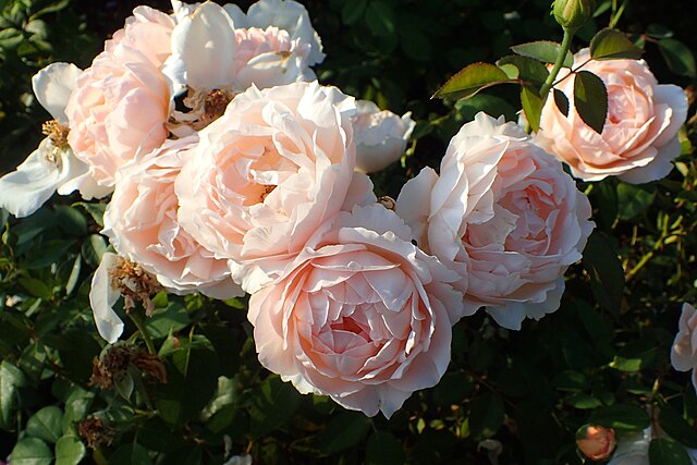Rose - Tamora – The Plant Broker