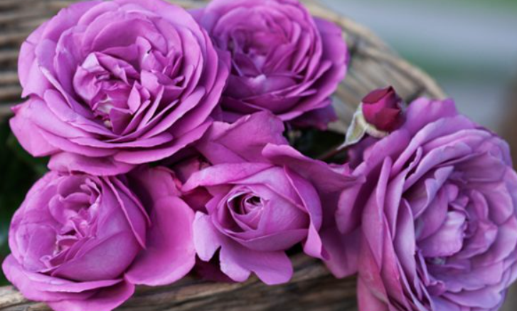 Rose - Transplant Australia Thankyou Rose – The Plant Broker