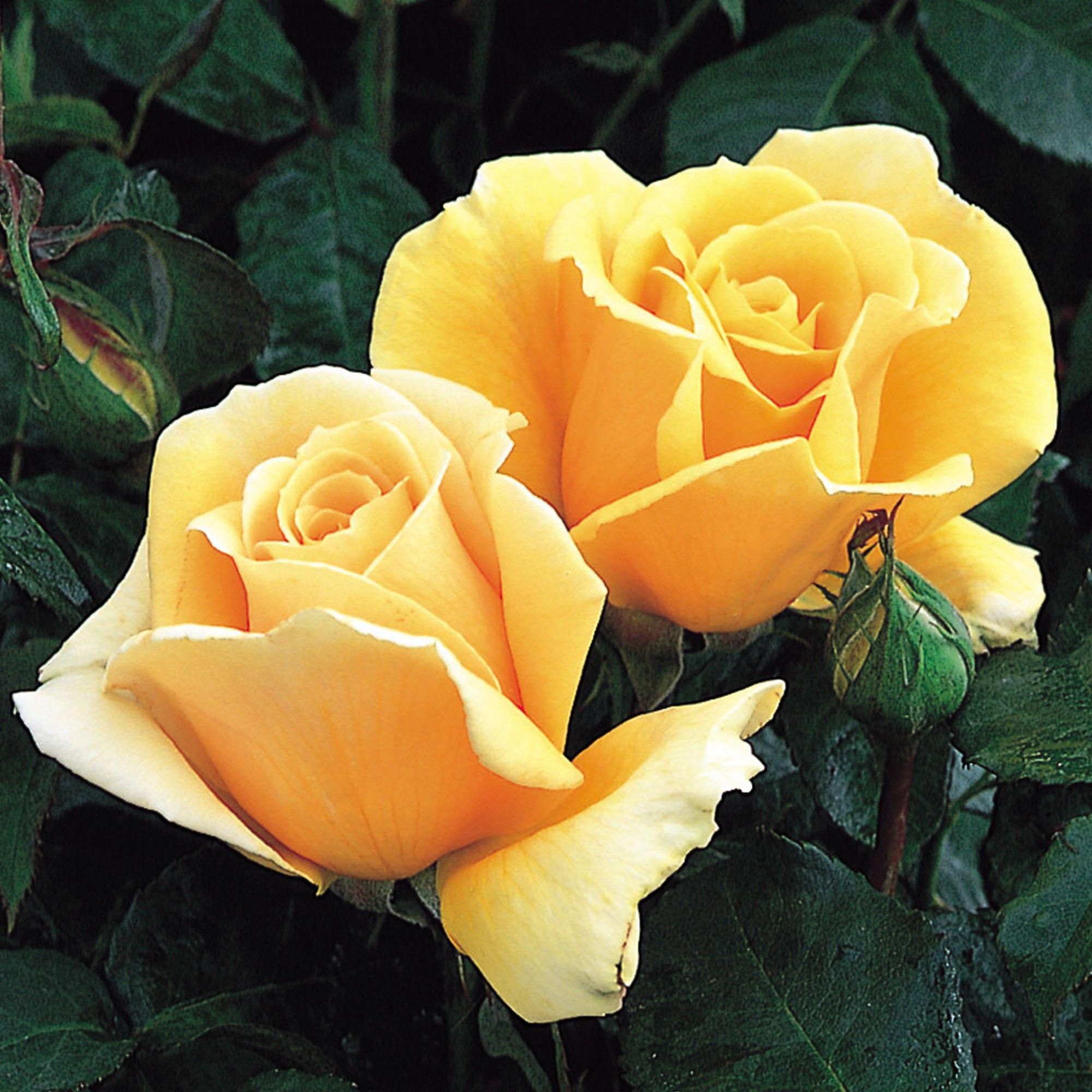 Rose - Valencia – The Plant Broker