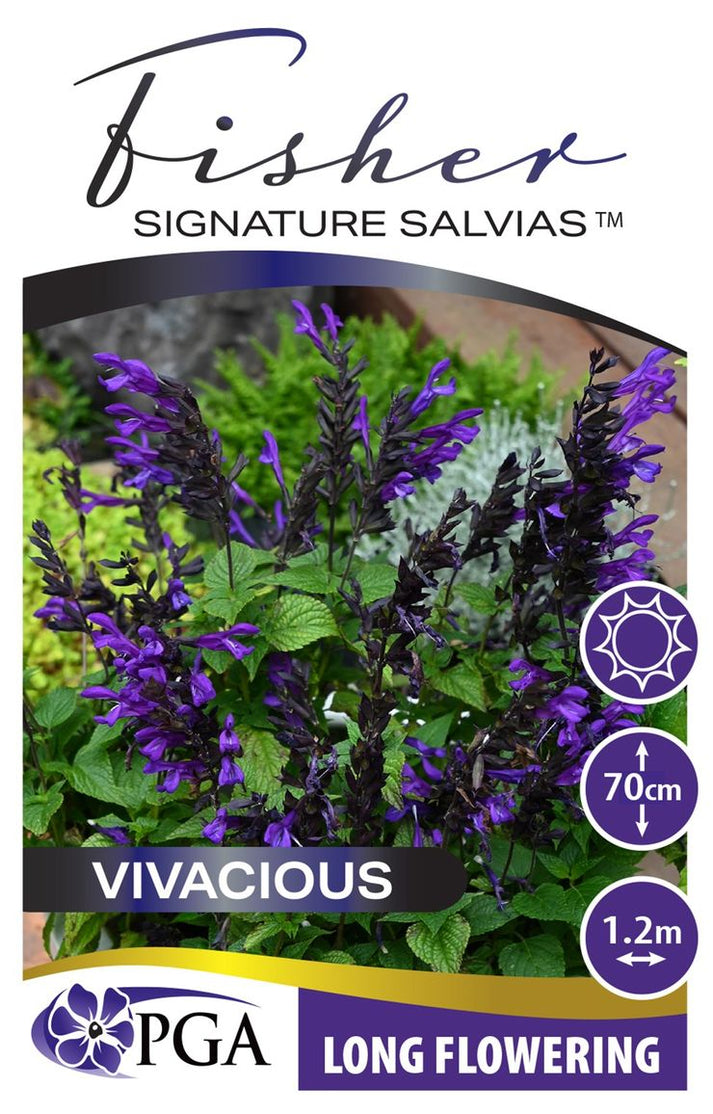 Salvia Fisher Signature Salvias™ ‘Vivacious’ – The Plant Broker