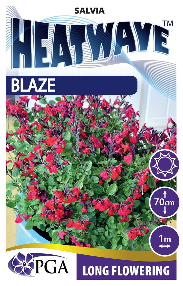 Salvia HEATWAVE™ ‘Blaze’ – The Plant Broker