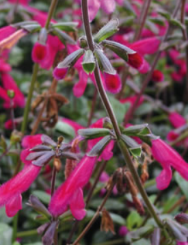 Salvia x buchananii Burgundy – The Plant Broker