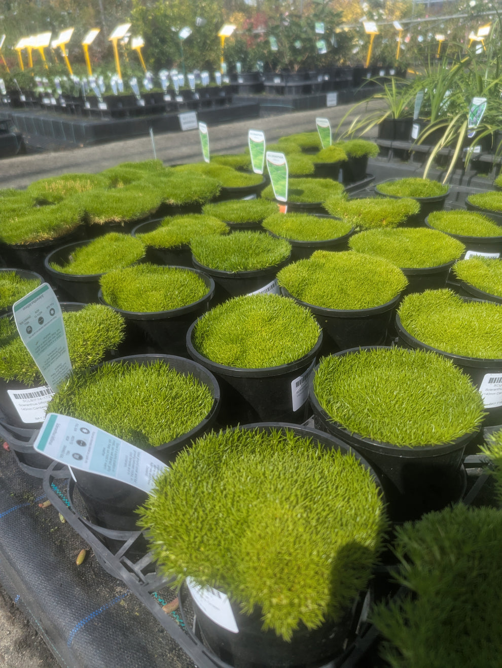 Scleranthus biflorus – The Plant Broker