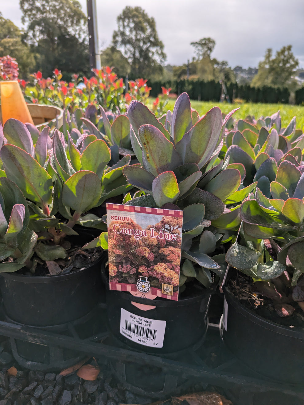 Sedum Conga Line – The Plant Broker