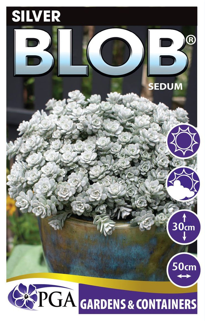 Sedum ‘Silver BLOB®’ – The Plant Broker