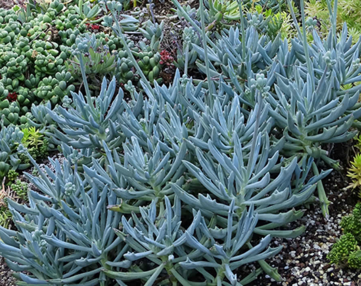 Senecio Trident Blue (syn. Kleinia) – The Plant Broker