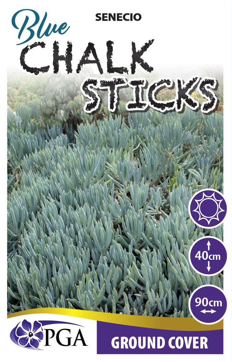 Senecio ‘Blue Chalk Sticks’ – The Plant Broker
