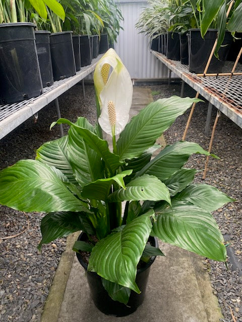 Spathiphyllum 'Stephanie' – The Plant Broker