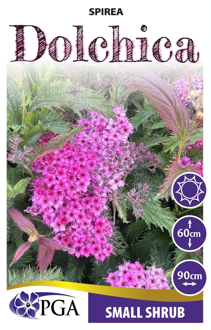 Spirea ‘Dolchica’ – The Plant Broker
